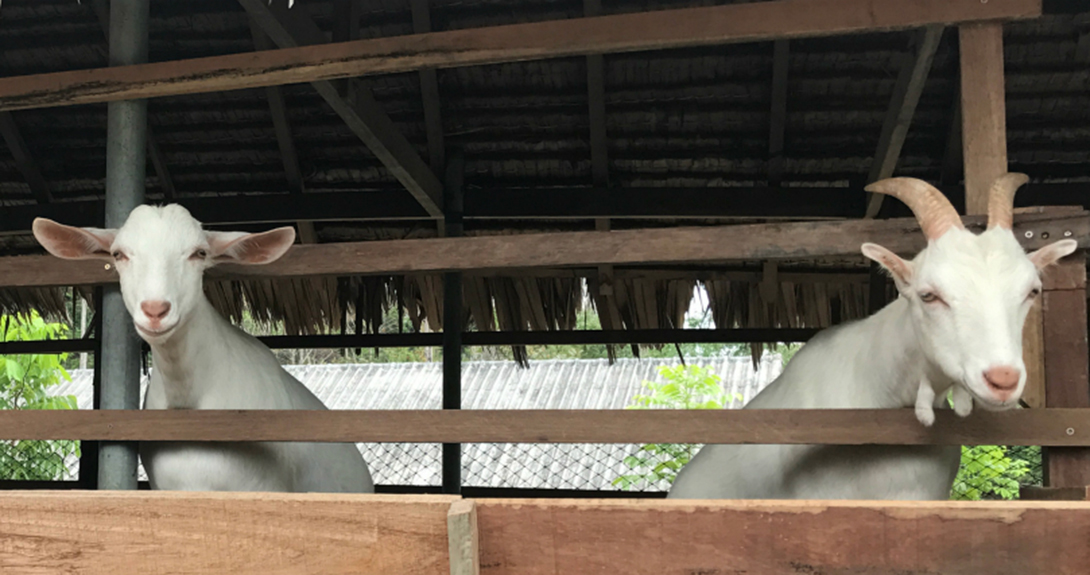 Koh Yao Native Touch - koh Yao island tour