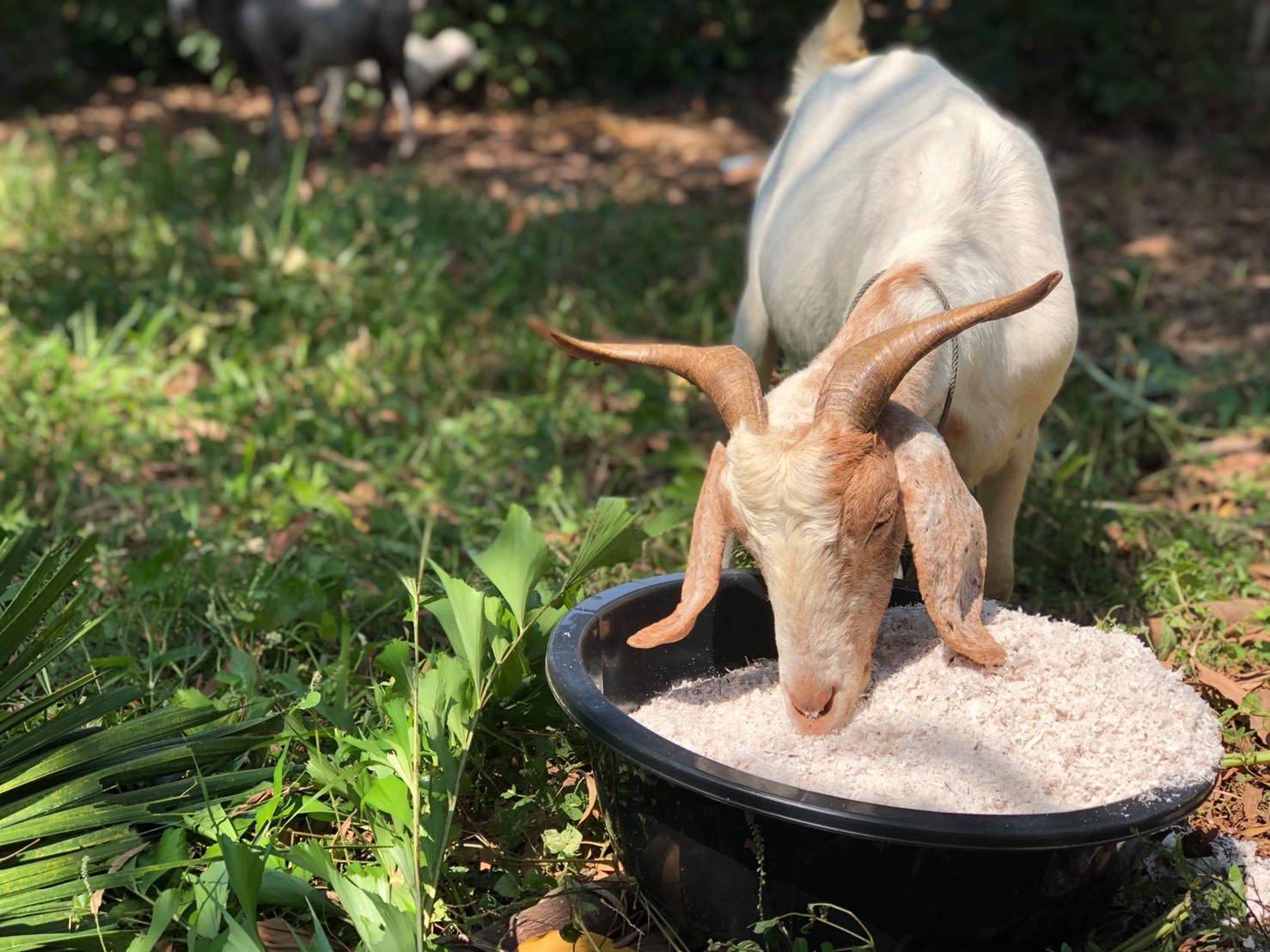 Koh Yao Homestay package 2 days 1 night - koh Yao island tour